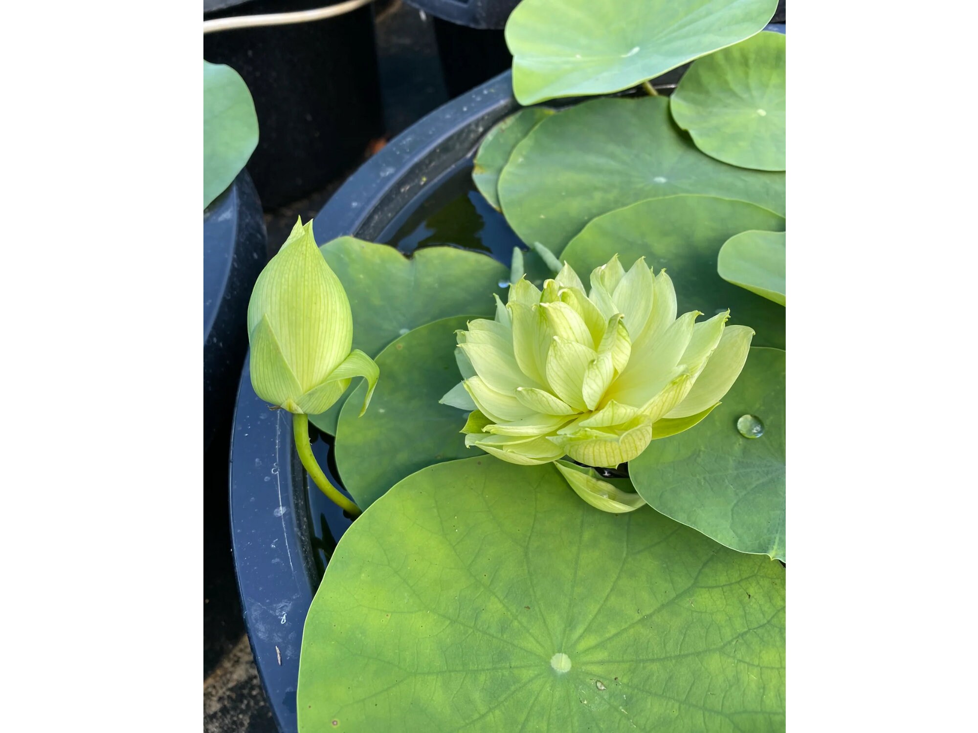 5+ Rare Seeds| Prairie Star Mini Lotus Seeds - Indian Lotus (nelumbo ...