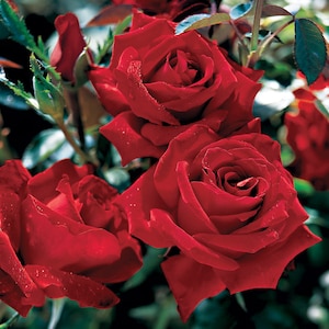 30+ Red Hybrid Tea Rose Seeds -perennial - Authentic Seeds - Mix Seeds ...