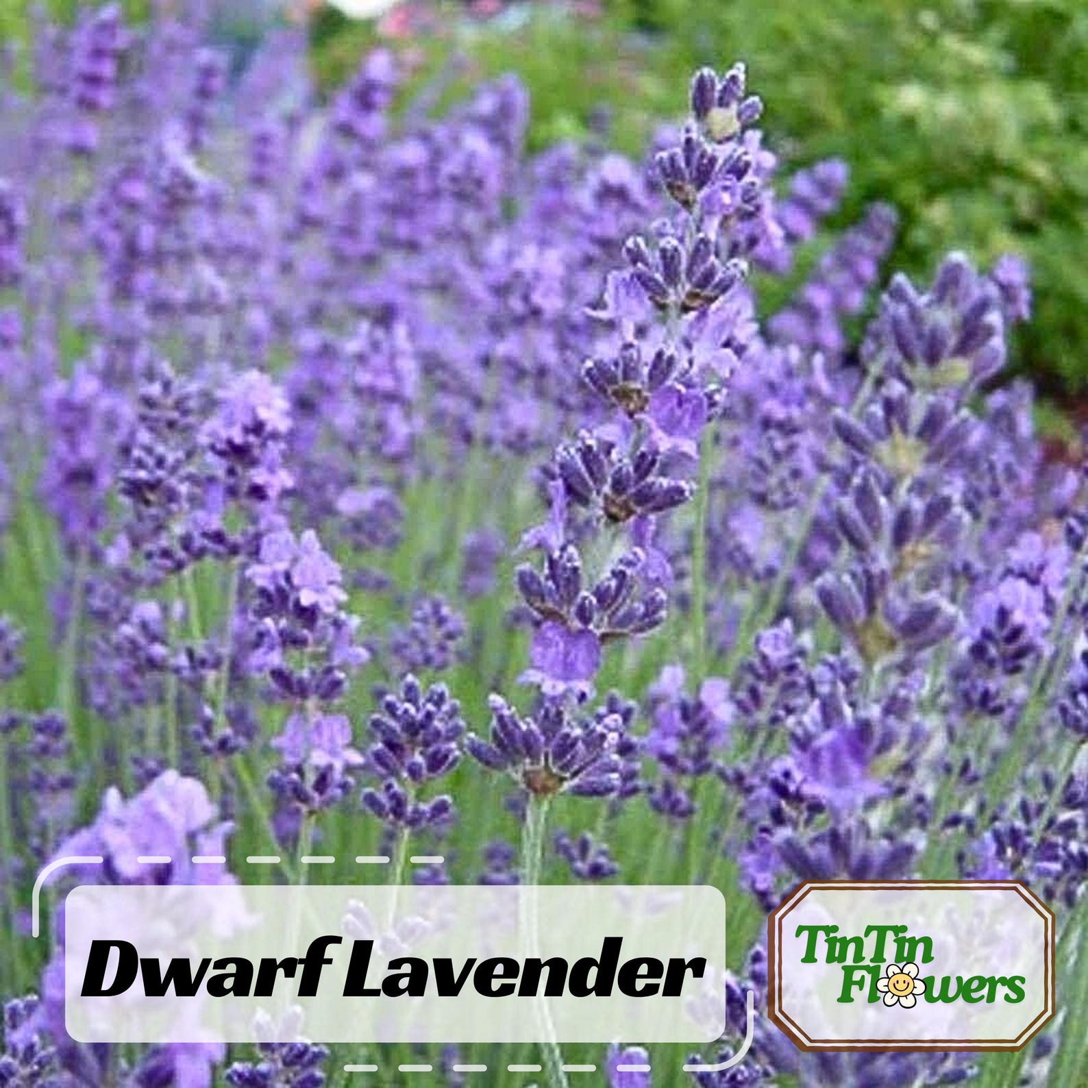 100+ Dwarf Lavender-little Lady Seeds-perennial -authentic Seeds ...