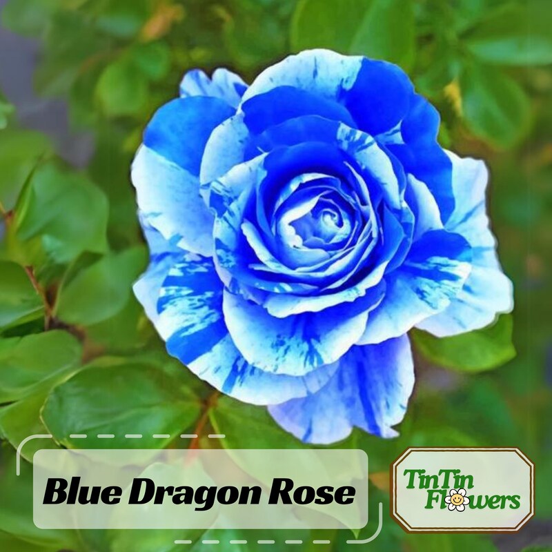 Blue Rose Plant - Etsy