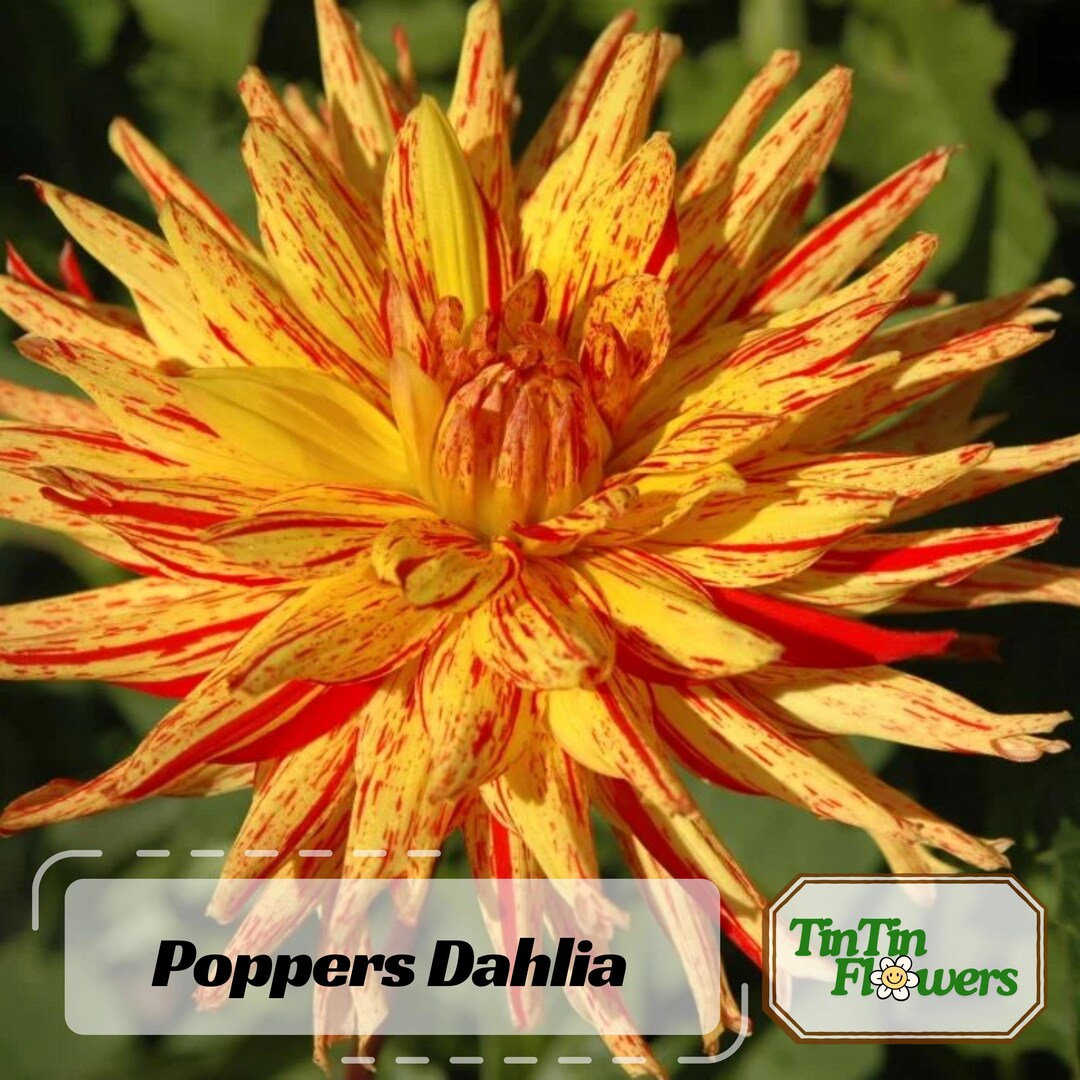 40 Seeds | Poppers Dahlia Seeds - Pollinator Friendly- Open Pollinated ...