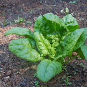 Bloomsdale Long Spinach Seeds - Authentic -vegetables - Non-gmo ...