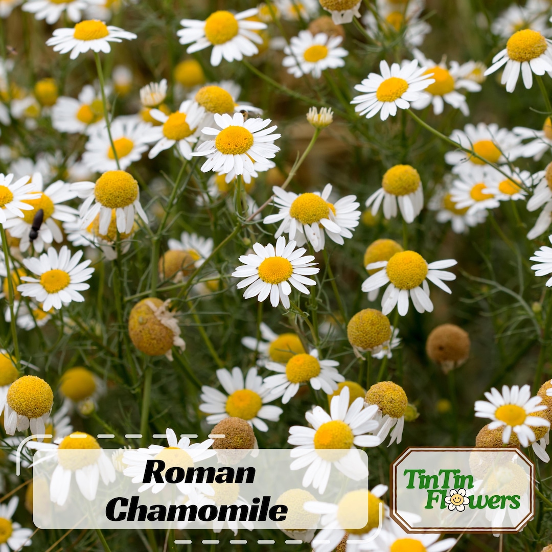 Roman Chamomile Seeds | Herb | Perennial Ground Cover | Easy to Grow | Organic Gardening ...