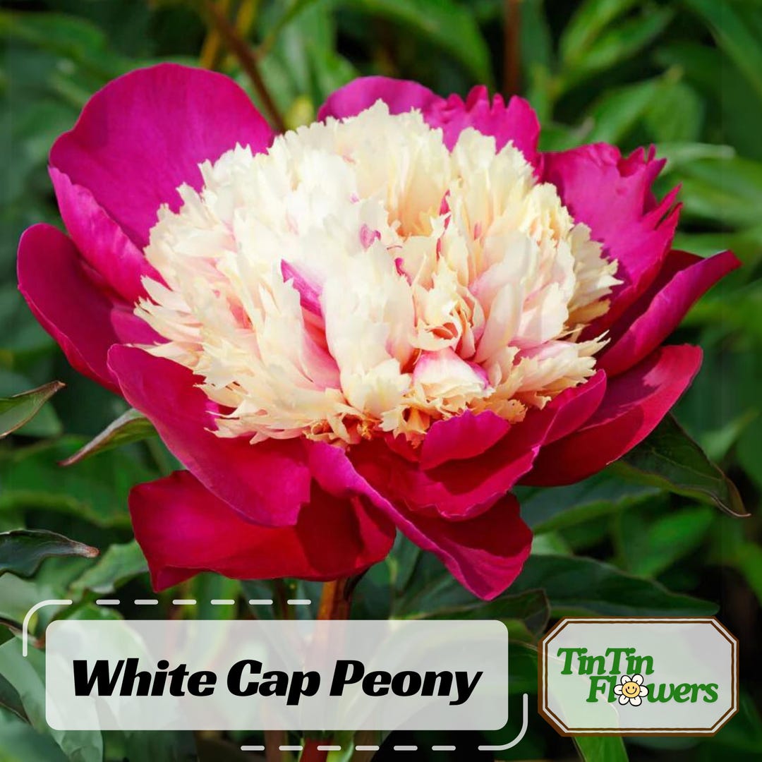 10 Seeds | White Cap Peony Seeds -perennial -paeonia - Attract ...