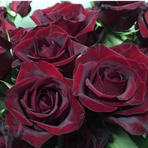 Black Magic Hybrid Tea Rose Seeds -perennial -authentic Seeds-flowers ...