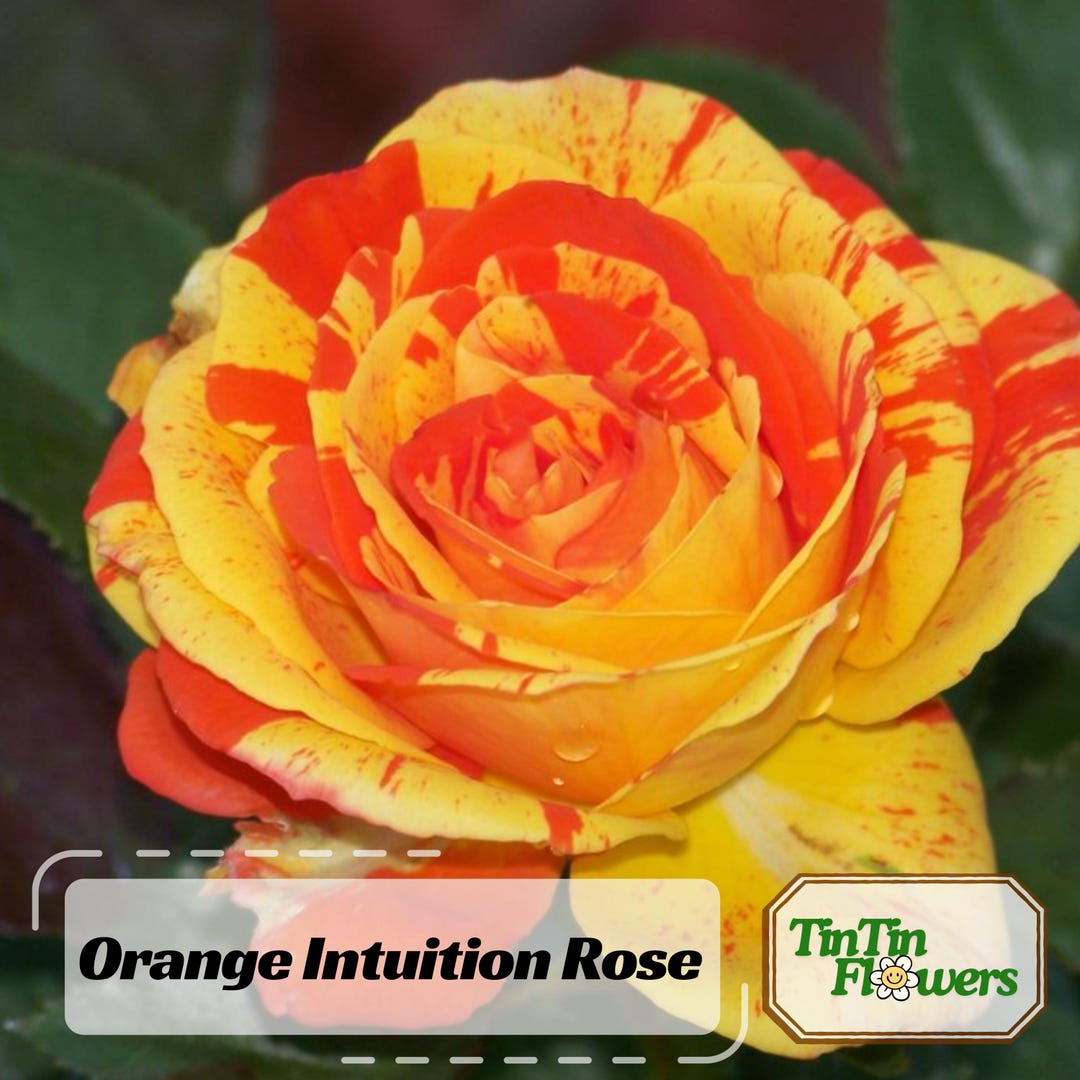 Orange Intuition Flower Rose Seeds-perennial - Authentic Seeds - Mix ...