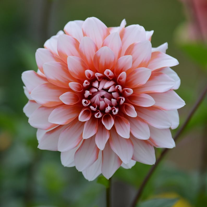 40+ A La Mode Dahlia Seeds -pollinator Friendly- Open Pollinated ...