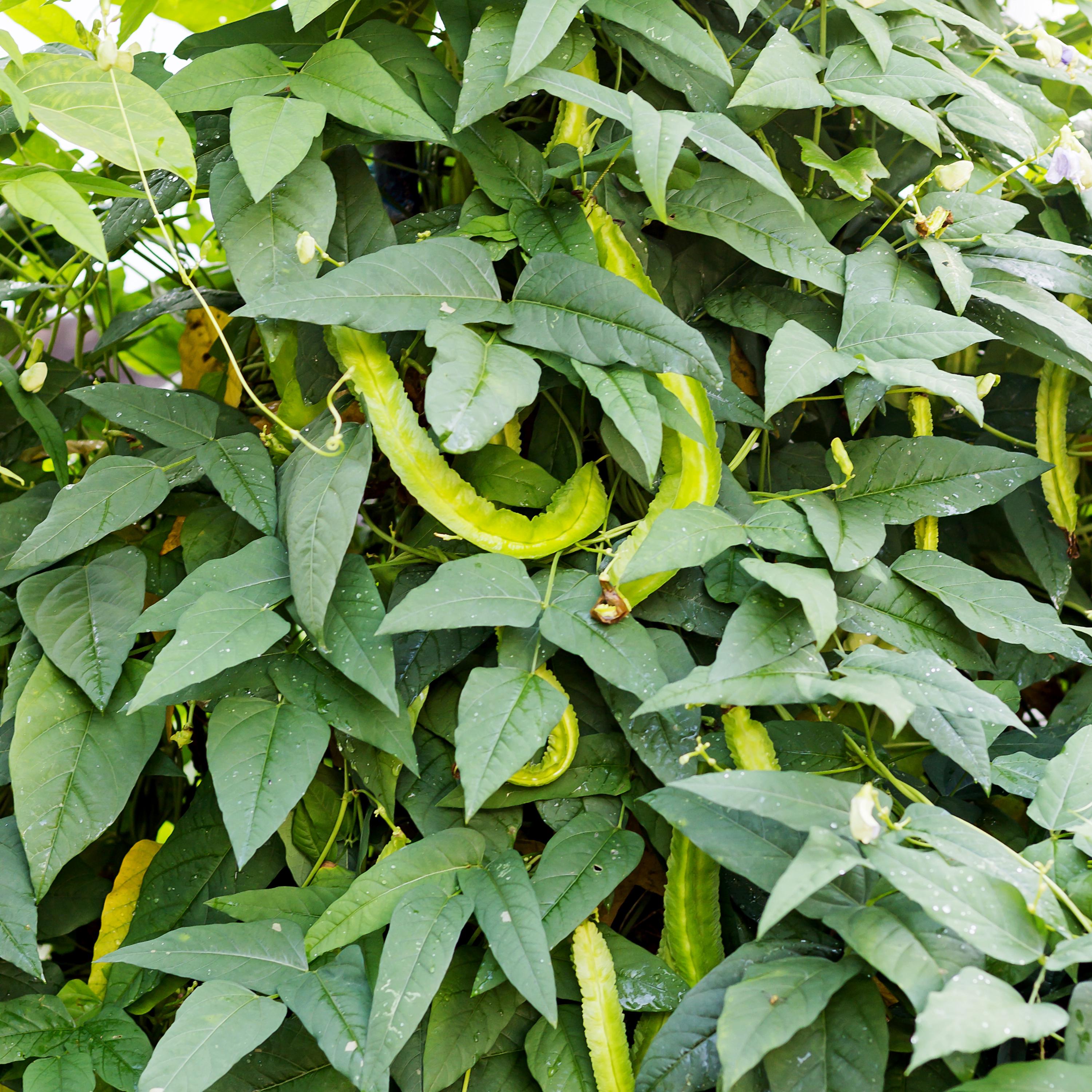 Winged Bean Seeds - Đậu Rồng - Winged Beans – Four-angled Bean – Fast ...