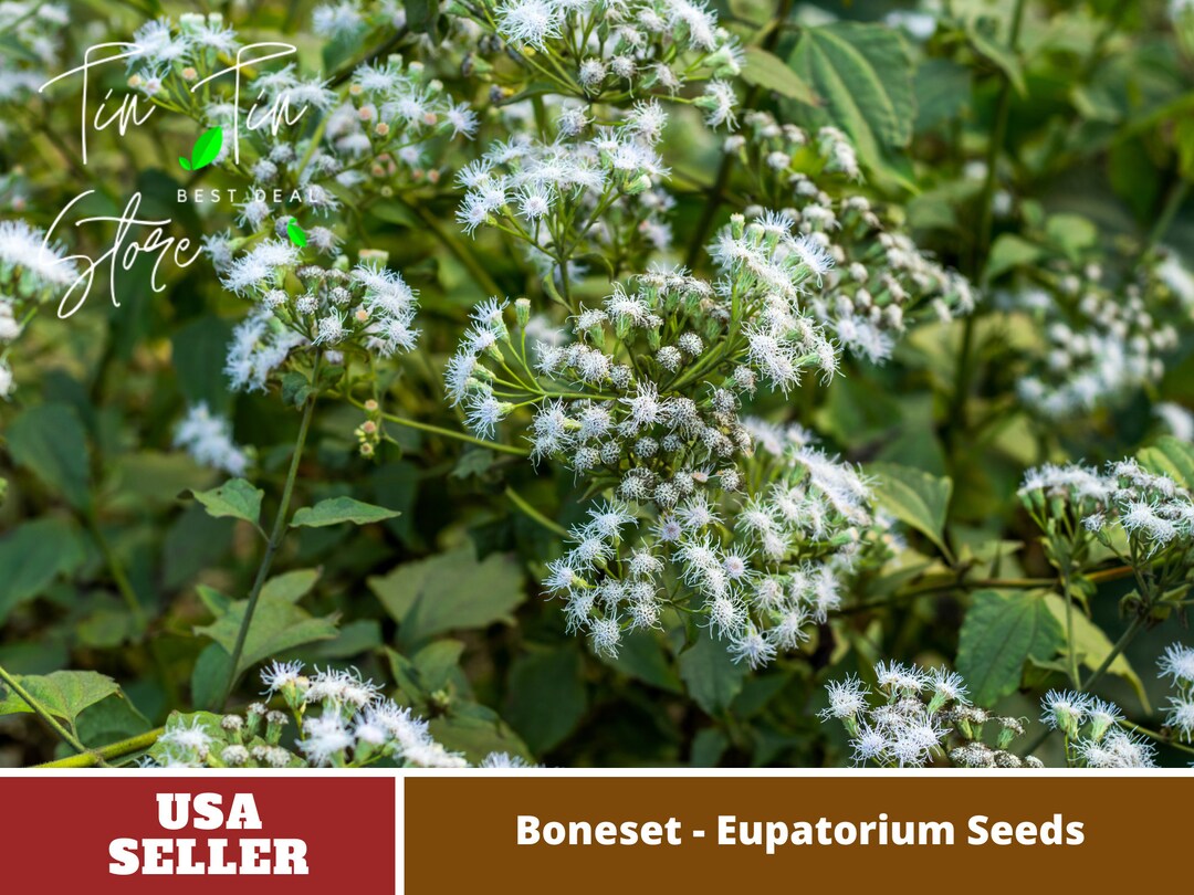 Boneset Eupatorium Boneset Eupatorium Seeds Authentic Seeds Vegetable ...