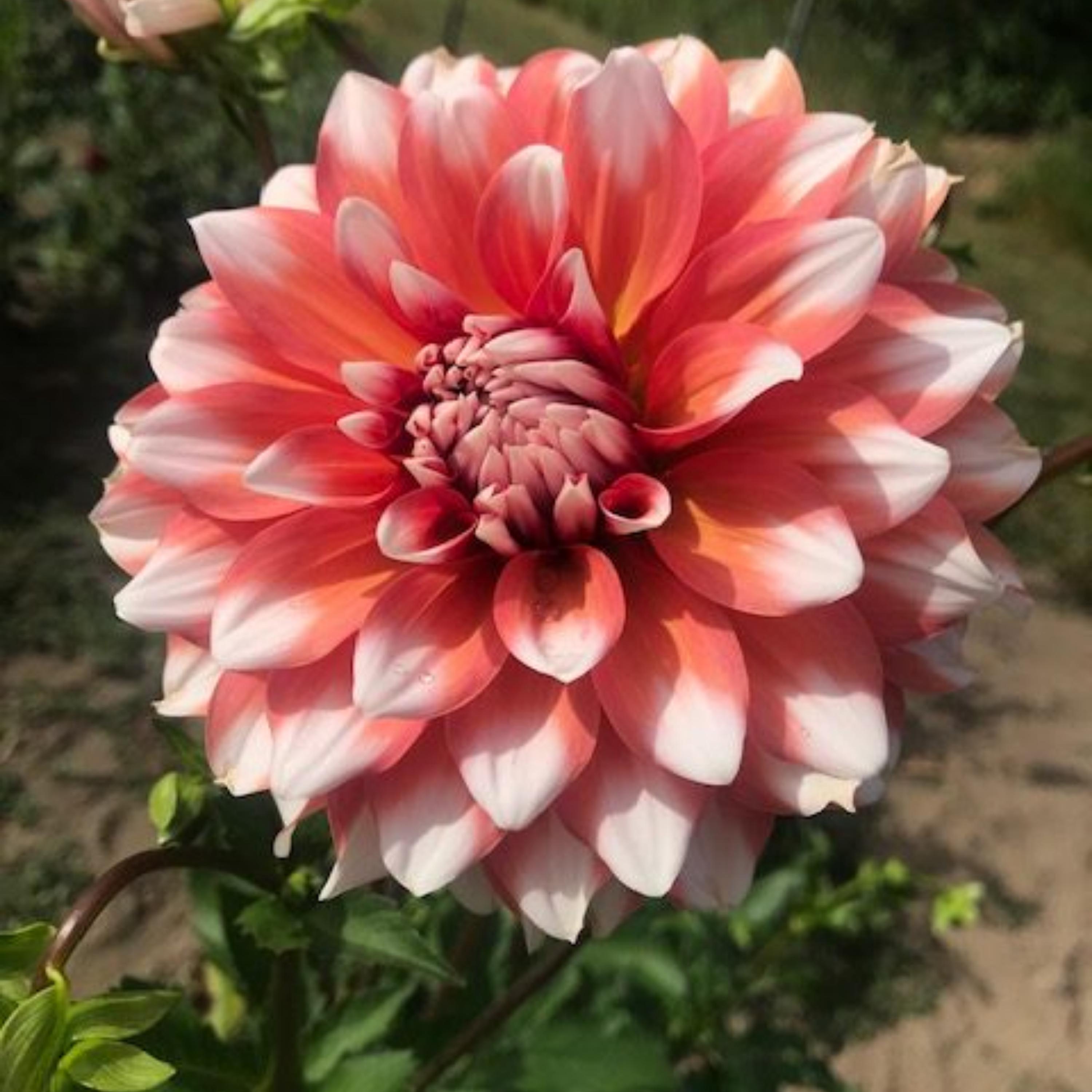 40 Seeds | A La Mode Dahlia Seeds -pollinator Friendly- Open Pollinated ...