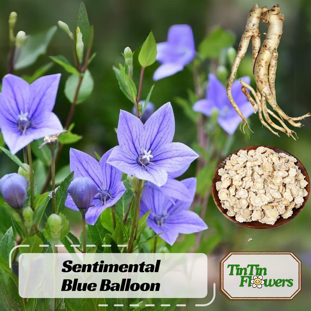 Blue Balloon Flower Seeds -perennial -authentic Seeds-flowers -organic ...