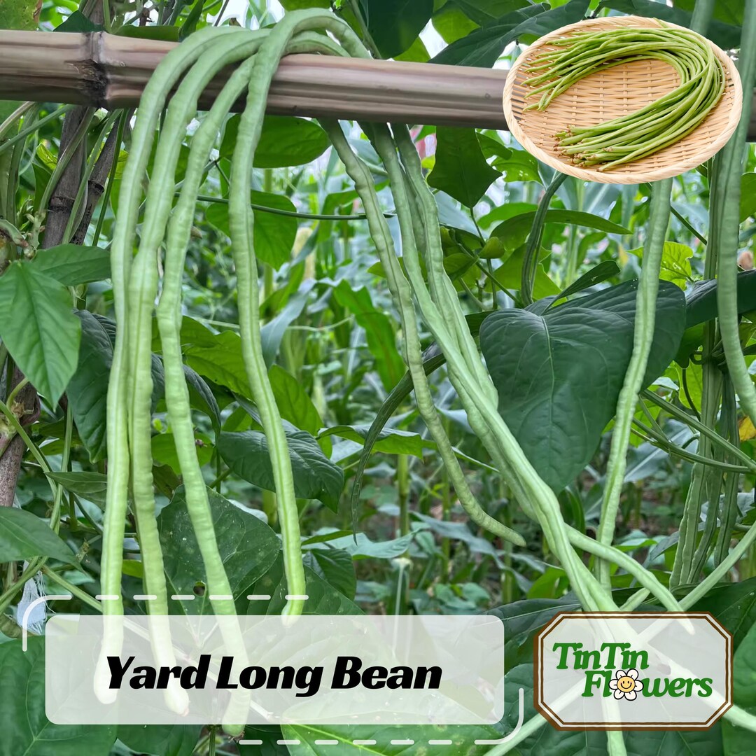 20 Yard Long Bean Seeds – Asparagus Bean Snake Bean Chinese Long Bean ...