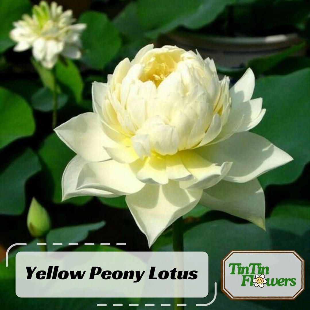 5+ Rare Seeds| Xiamen Bowl Lotus/rice Paper Lotus Seeds - Indian Lotus ...