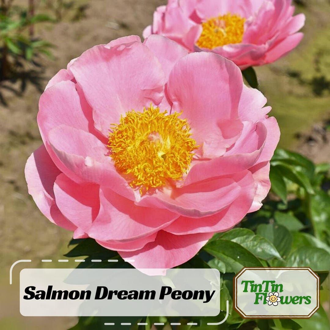 10s|salmon Dream Peony Seeds -perennial - Paeonia - Attract Butterflies ...