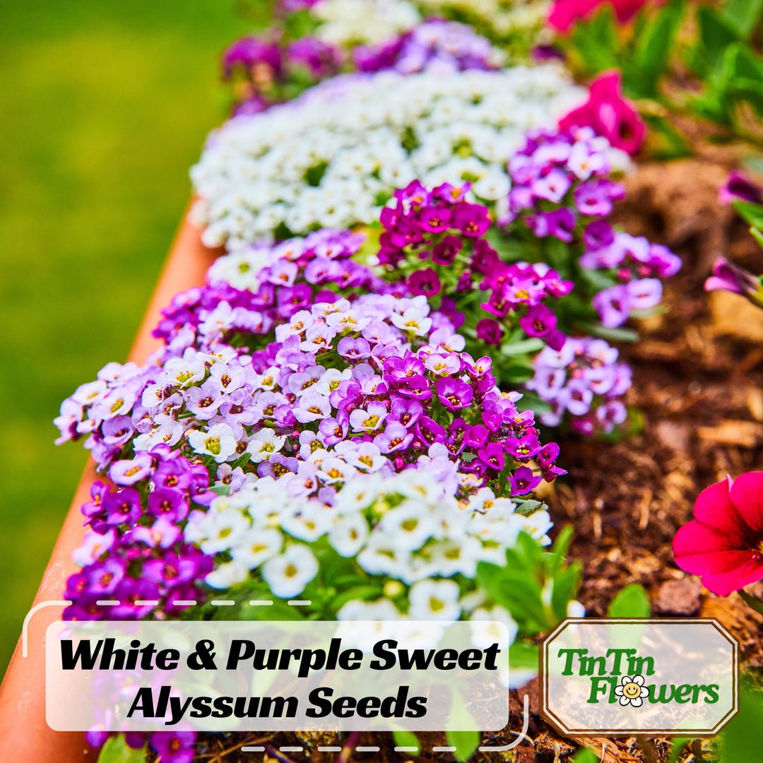 White & Purple Sweet Alyssum Seeds - Edible - Cold Resistant - Open ...