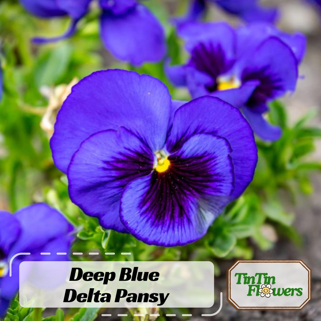 Deep Blue Delta Pansy Seeds - Cold Resistant - Open-pollinating - Self ...