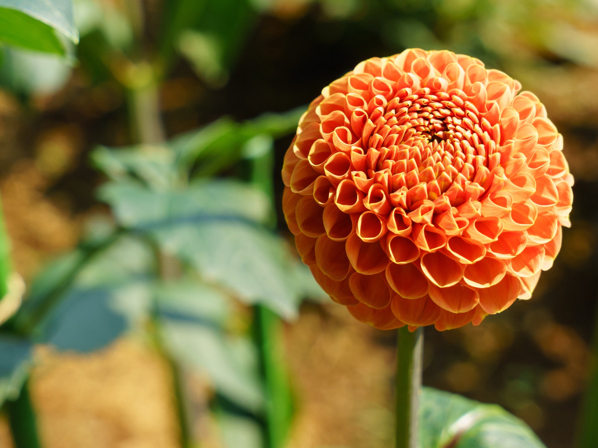 Orange Amber Queen Dahlia Perennial Flower Seeds-pollinator Friendly ...