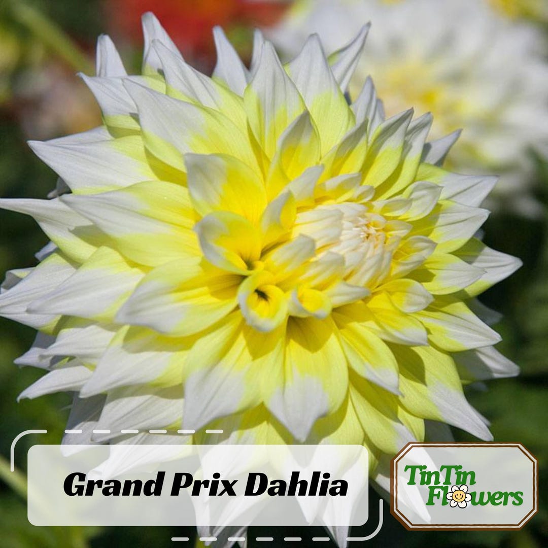 Grand Prix Dahlia Seeds Pollinator Friendly- Open Pollinated - Heirloom ...