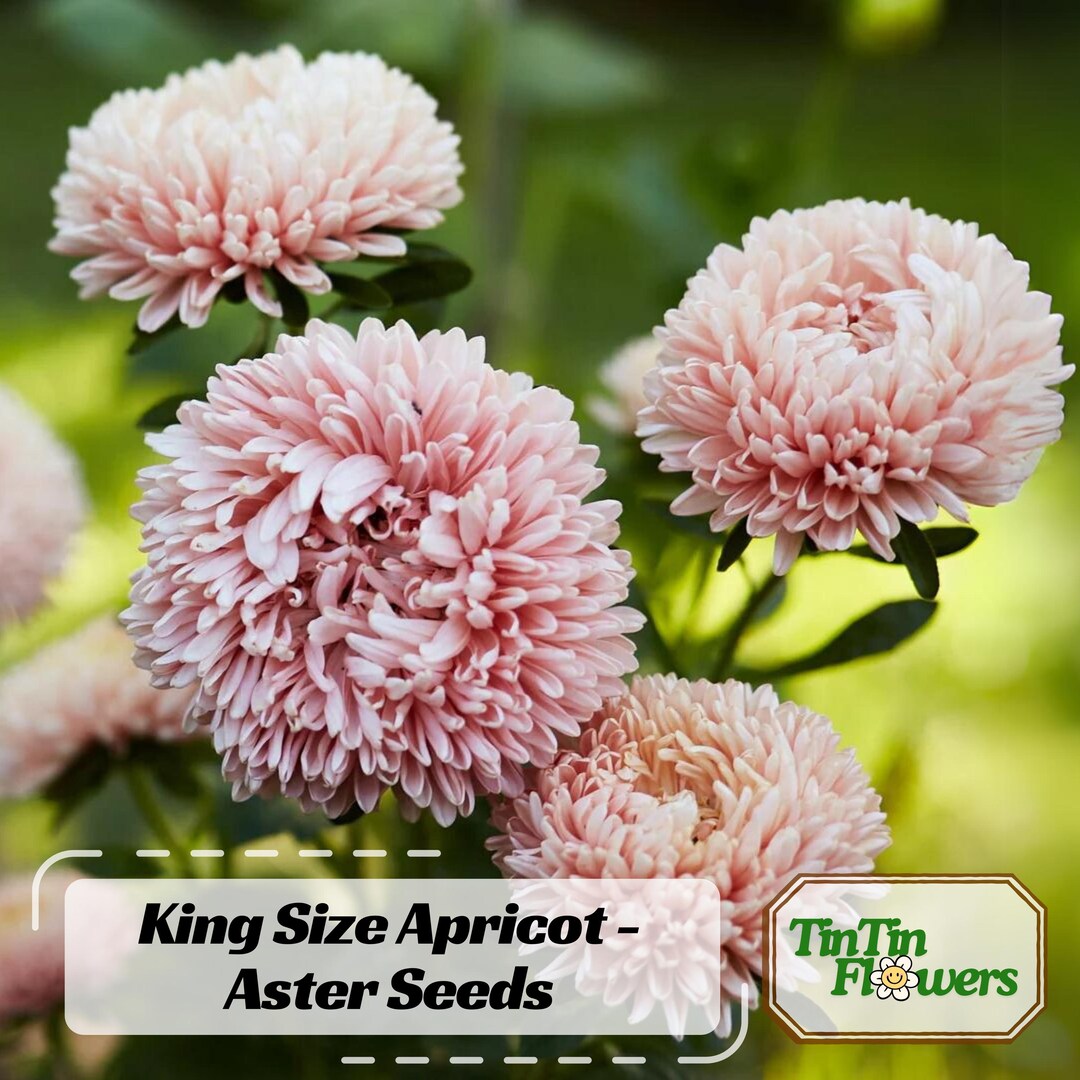 20+ King Size Apricot Aster Seeds - Callistephus Chinensis - Asteraceae ...