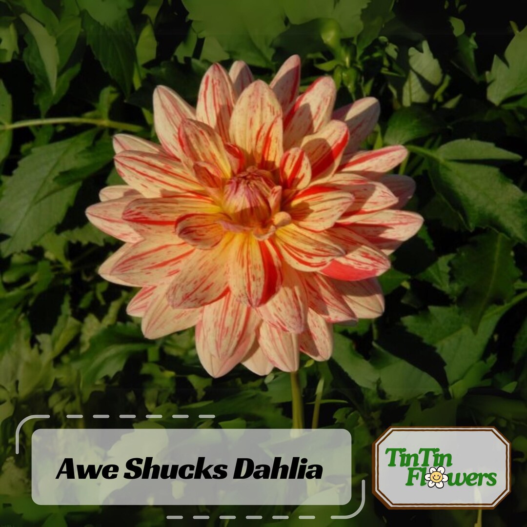 Awe Shucks Dahlia Seeds- Pollinator Friendly- Open Pollinated ...