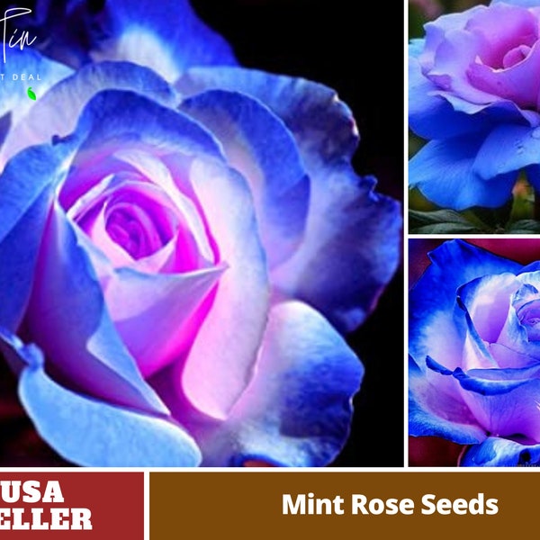Blue Rose Seeds - Etsy