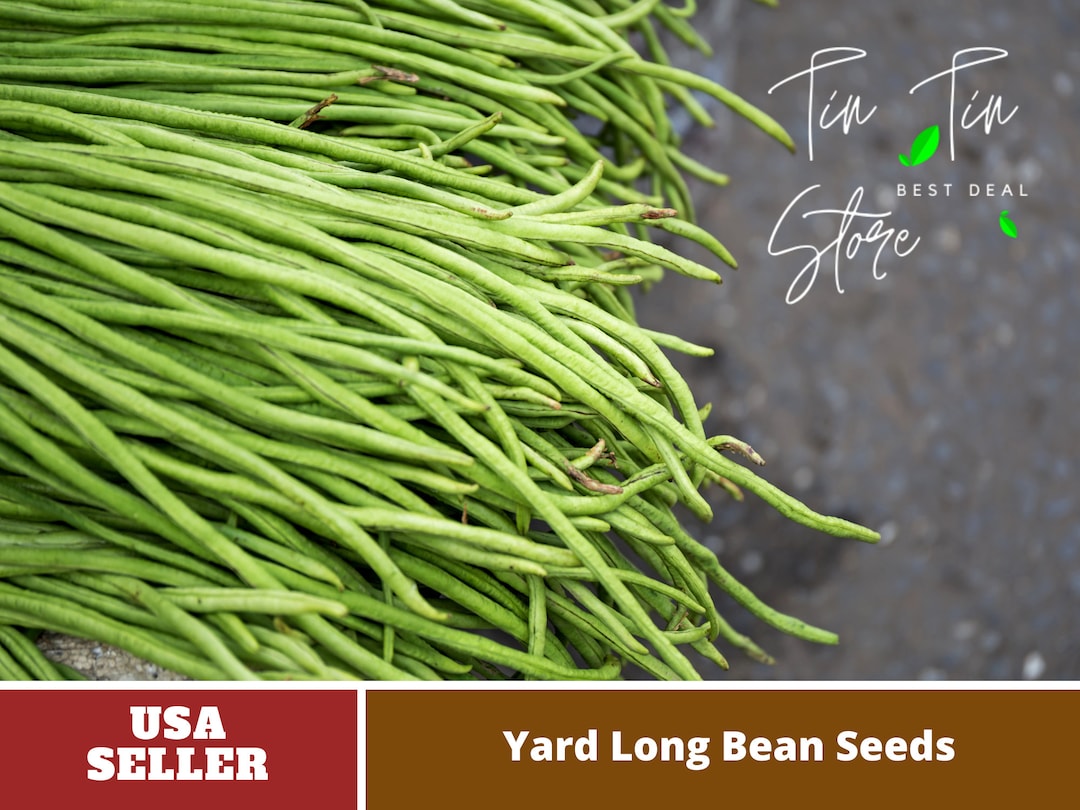 20 Seeds Yard Long Bean Seeds Perennial authentic Seeds-flowers organic. Non GMO vegetable Seeds ...
