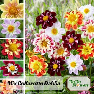 Mixed Collarette Dahlia - Pollinator Friendly- Open Pollinated ...