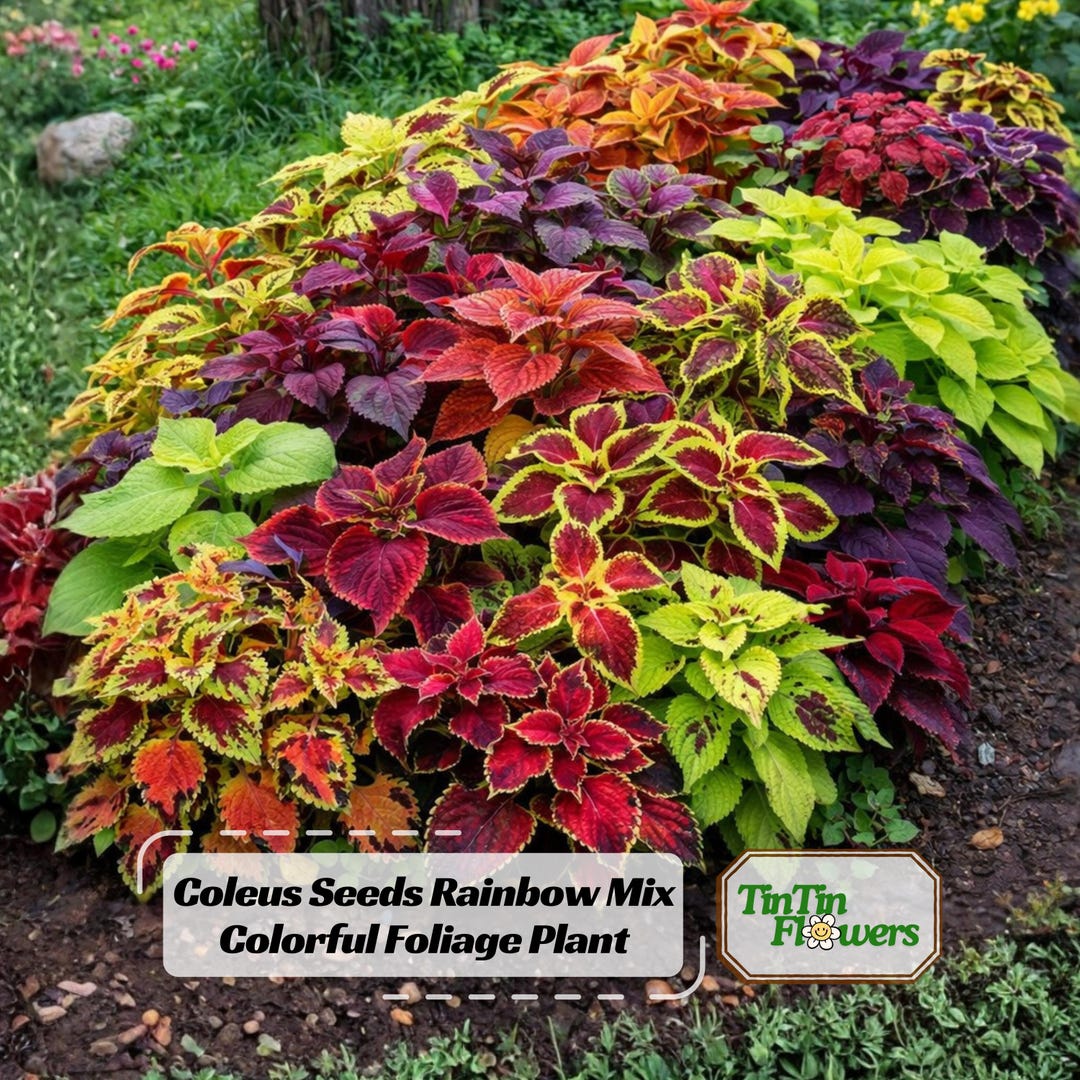 Coleus Seeds Rainbow Mix – Colorful Foliage Plant – Vibrant Leaves for ...