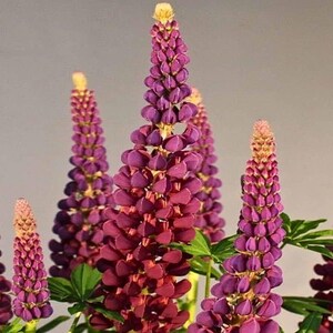 30 Seeds| Masterpiece Lupine Seeds - Lupinus - Bluebonnet - Authentic ...