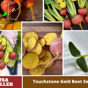30 Seeds Touchstone Gold Beet Seeds-perennial authentic Seeds-flowers ...