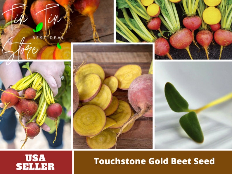 30 Seeds Touchstone Gold Beet Seeds-perennial authentic - Etsy