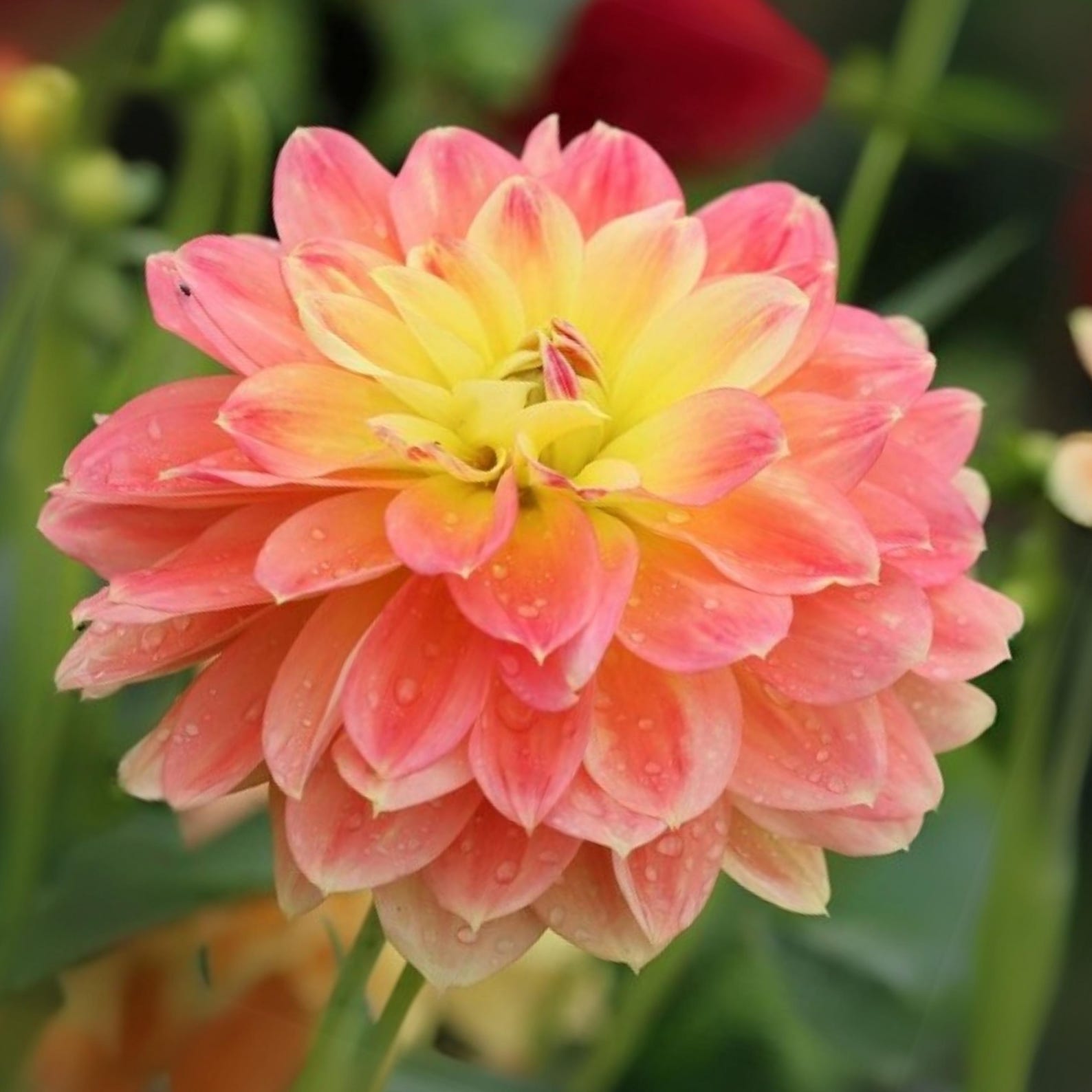 40+ October Sky Dahlia Seeds - Pollinator Friendly- Open Pollinated ...