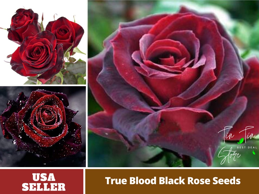 True Blood Rose Seeds Perennial authentic Seeds-flowers organic. Non ...