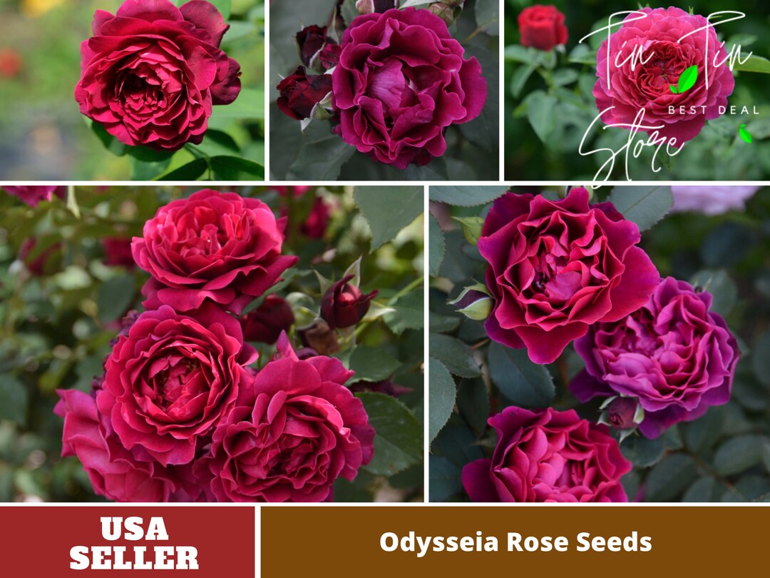 Odysseia Rose Seeds-perennial authentic Seeds-flowers organic. Non GMO ...