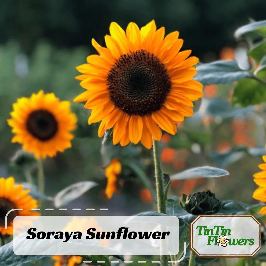 25s| Soraya Sunflower Seeds- Annuals - Helianthus - Edible - Fast ...