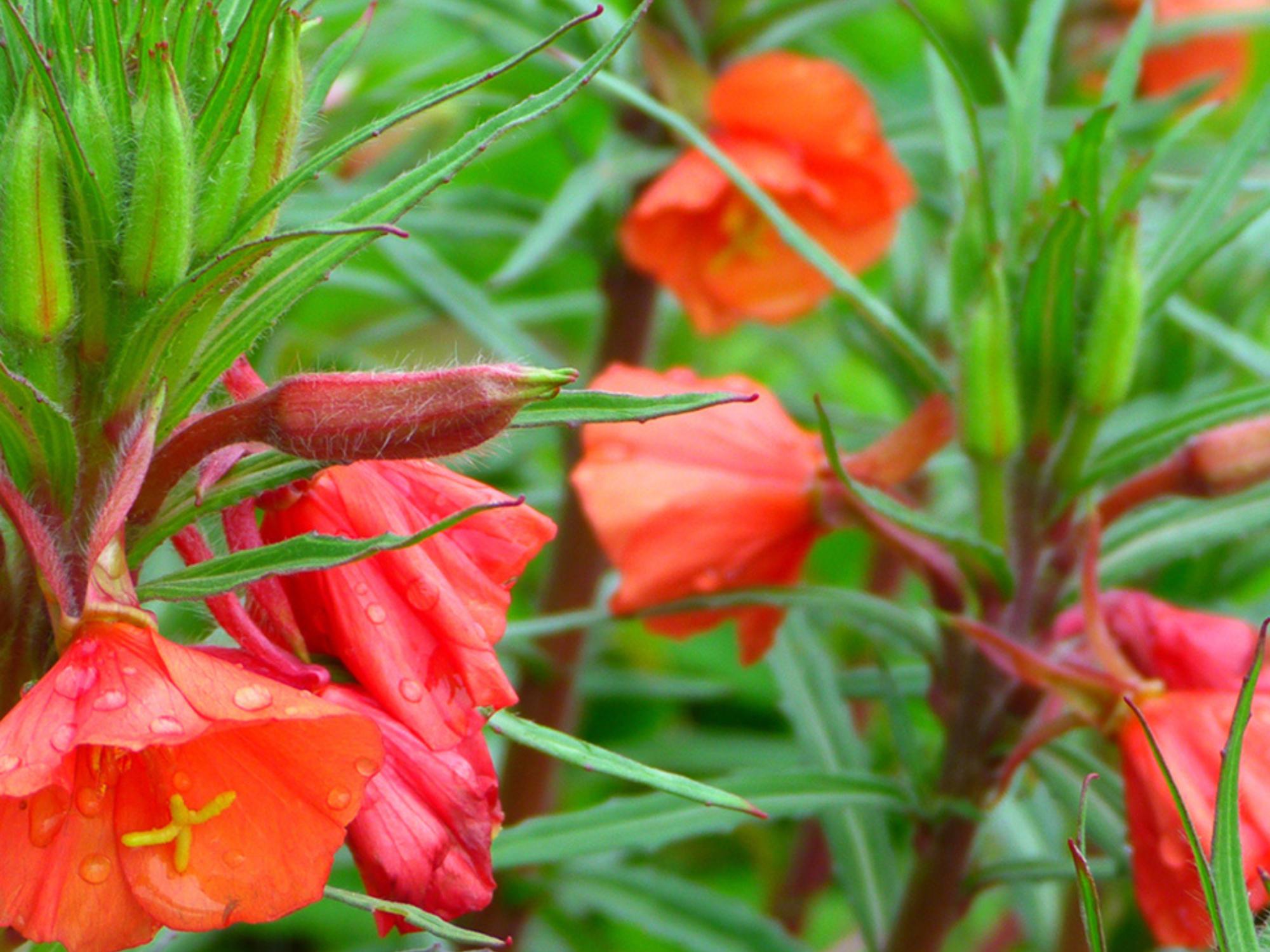 30s|oenothera Sunset Boulevard - Evening Primrose Seeds - Orange ...