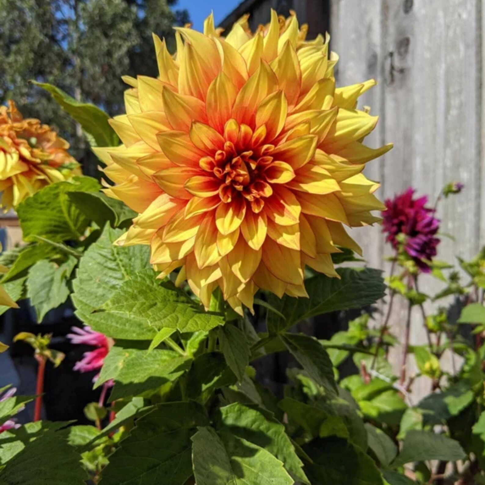 40 Seeds | Dazzling Dahlia Seeds - Pollinator Friendly- Open Pollinated ...