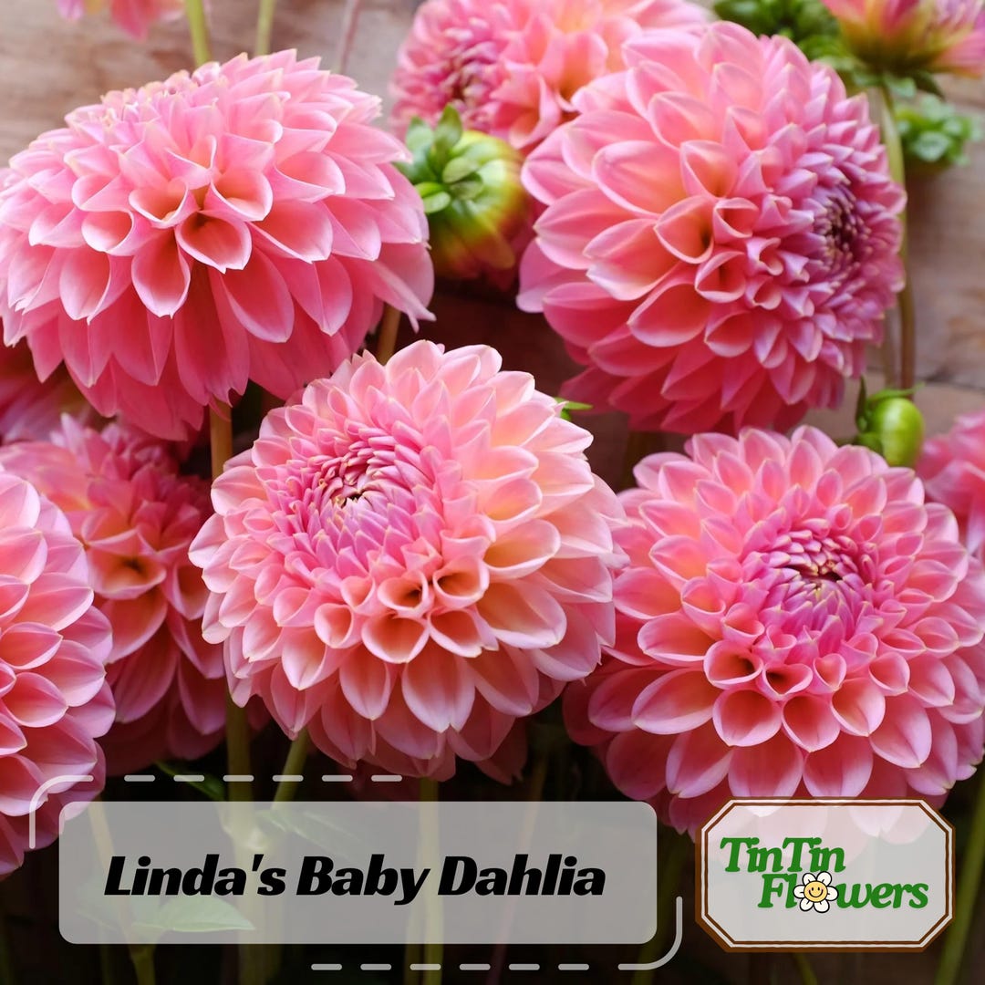 Linda's Baby Dahlia Seeds- Pollinator Friendly- Open Pollinated ...