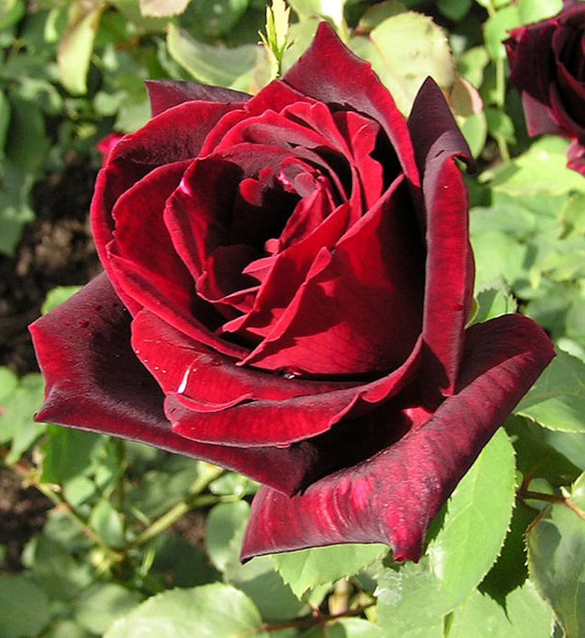 30 Seeds Black Magic Hybrid Tea Rose Seeds perennial - Etsy