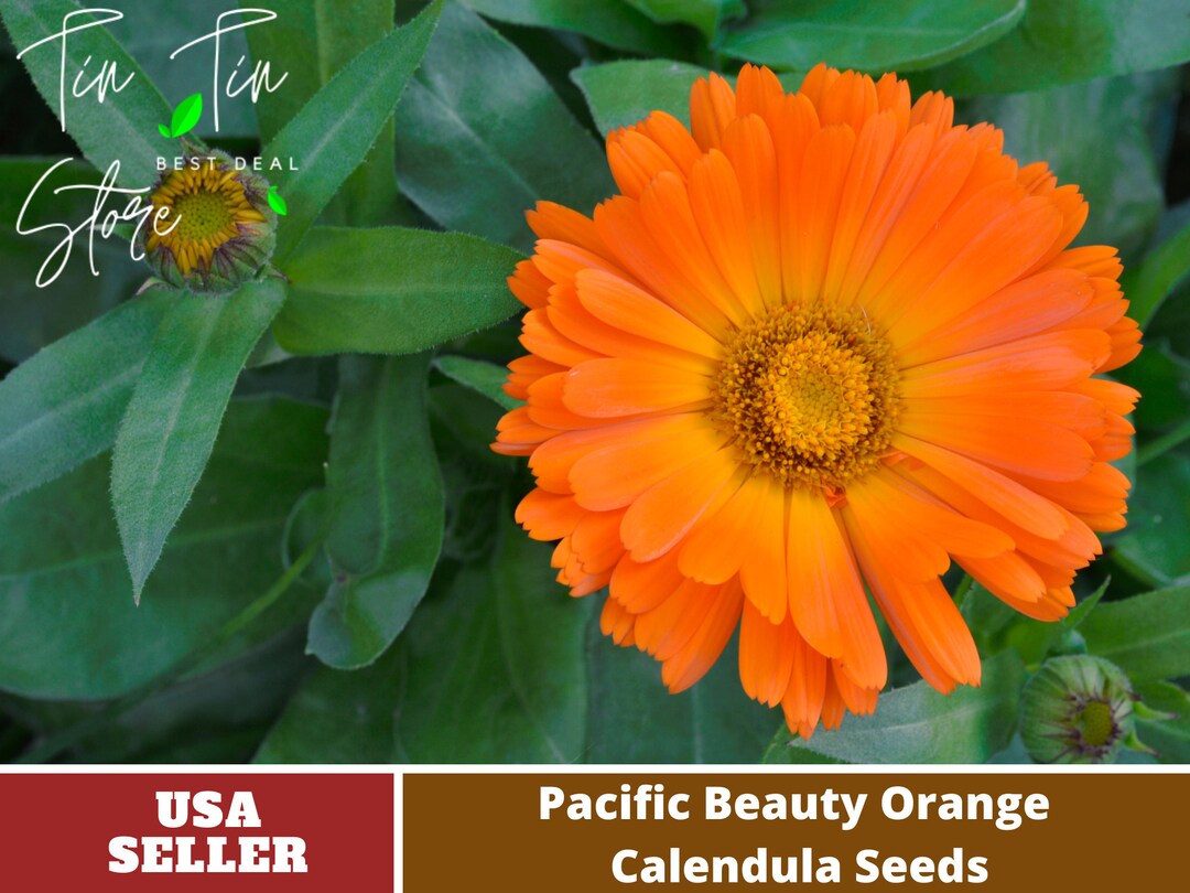 50 Seeds Orange Calendula Flower Seeds perennial authentic - Etsy