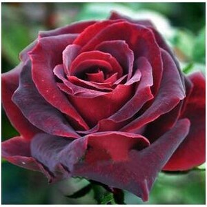 True Blood Rose Seeds Perennial authentic Seeds-flowers organic. Non ...