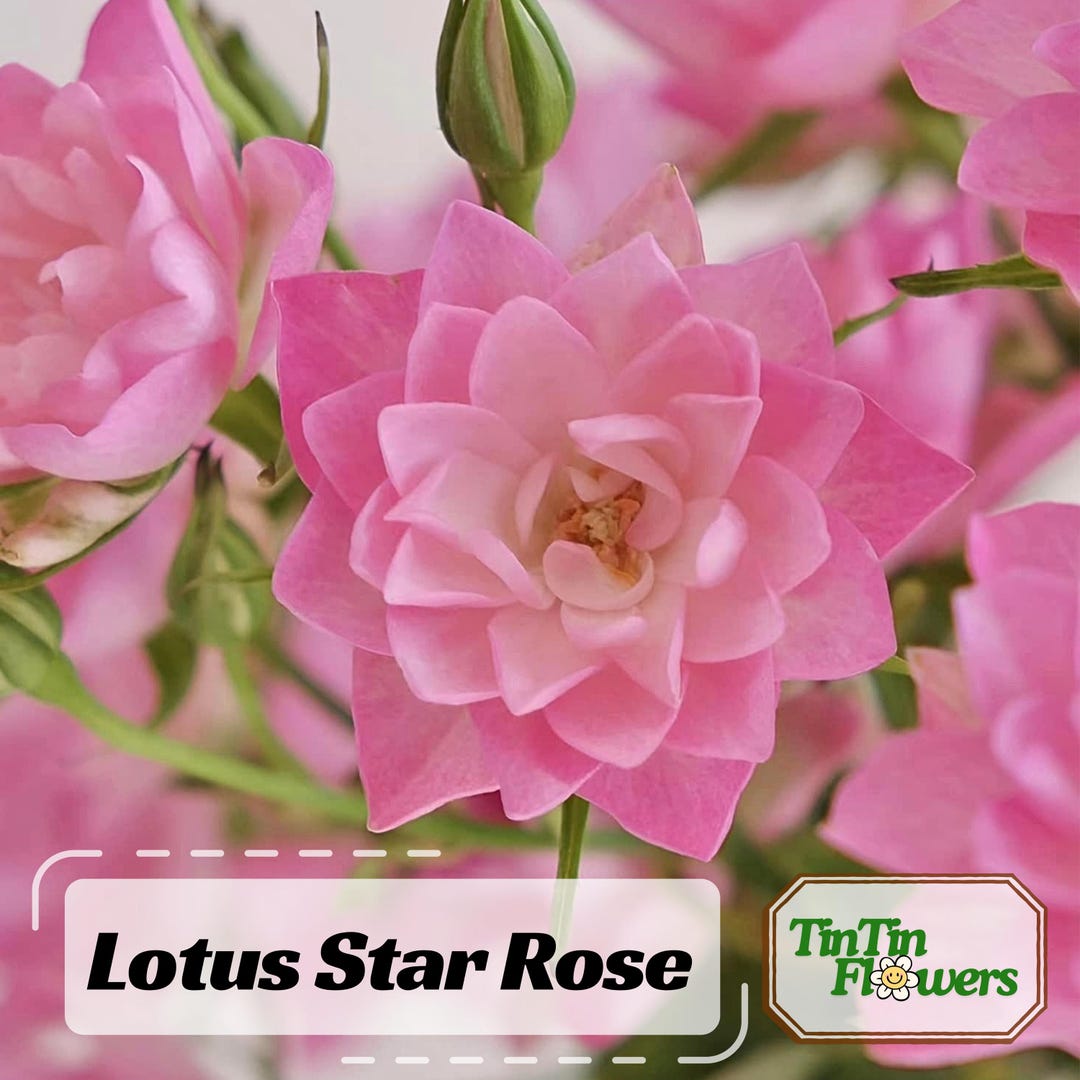 Lotus Star Rose Seeds -perennial - Authentic Seeds - Mix Seeds - Late ...