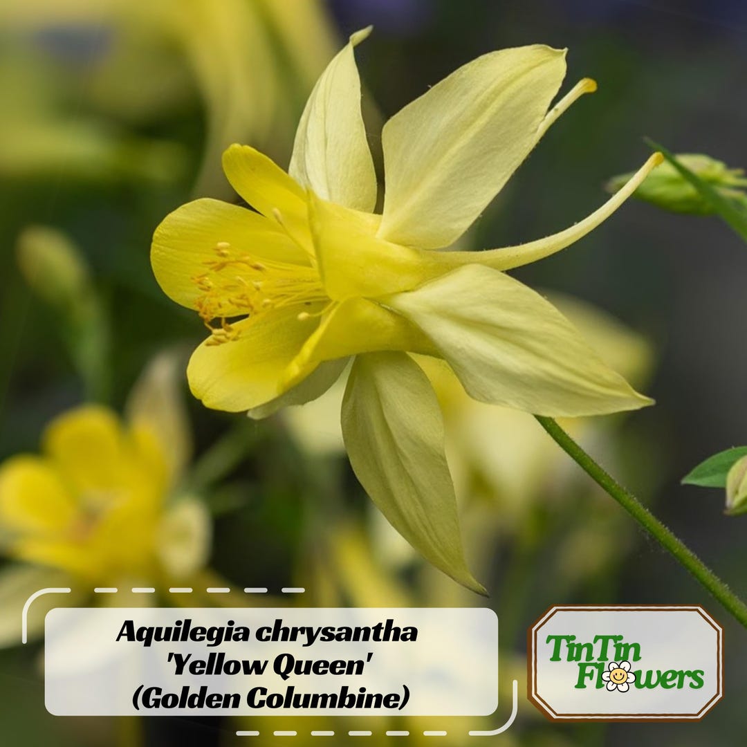 Aquilegia Chrysantha 'yellow Queen' (golden Columbine) Seeds - Cold ...
