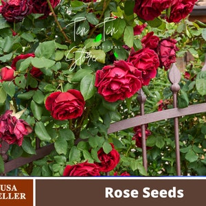 Red Climbing Rose Seedsperennial Authentic Seeds Mix Seeds Late Winter ...