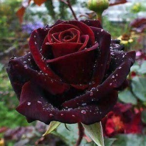 Black Magic Hybrid Tea Rose Seeds -perennial -authentic Seeds-flowers ...