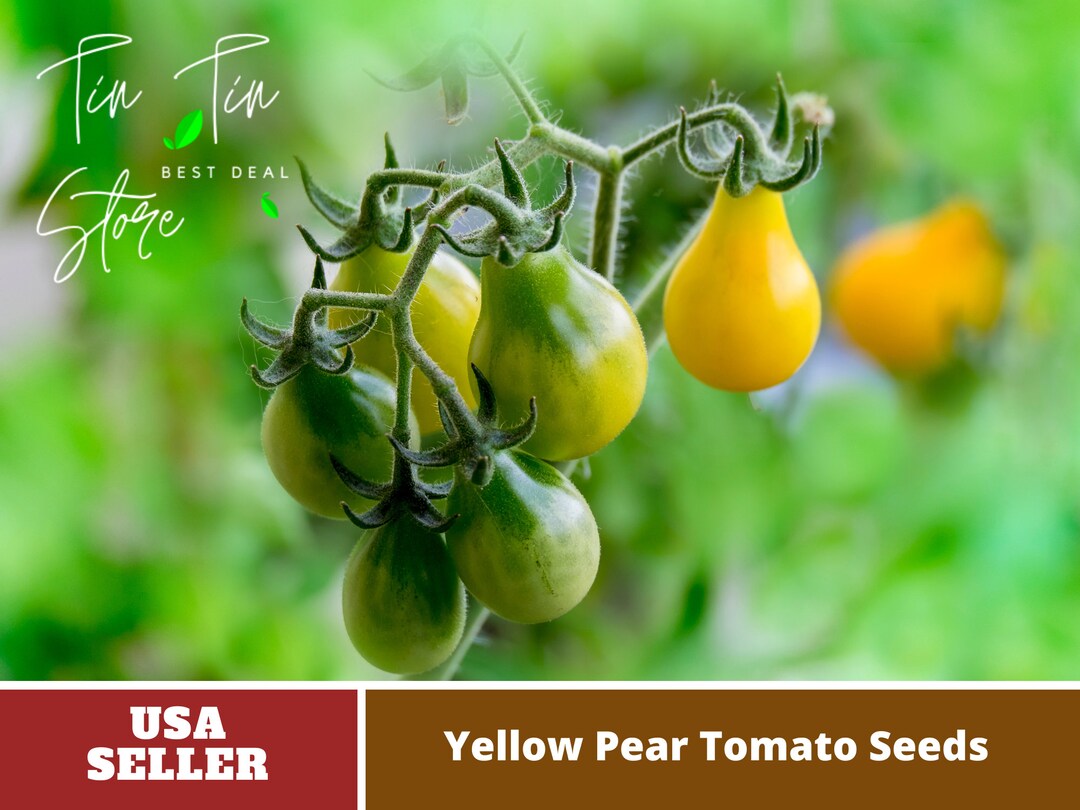 Yellow Tomato Pear Seeds Perennial authentic Seeds-flowers organic. Non ...