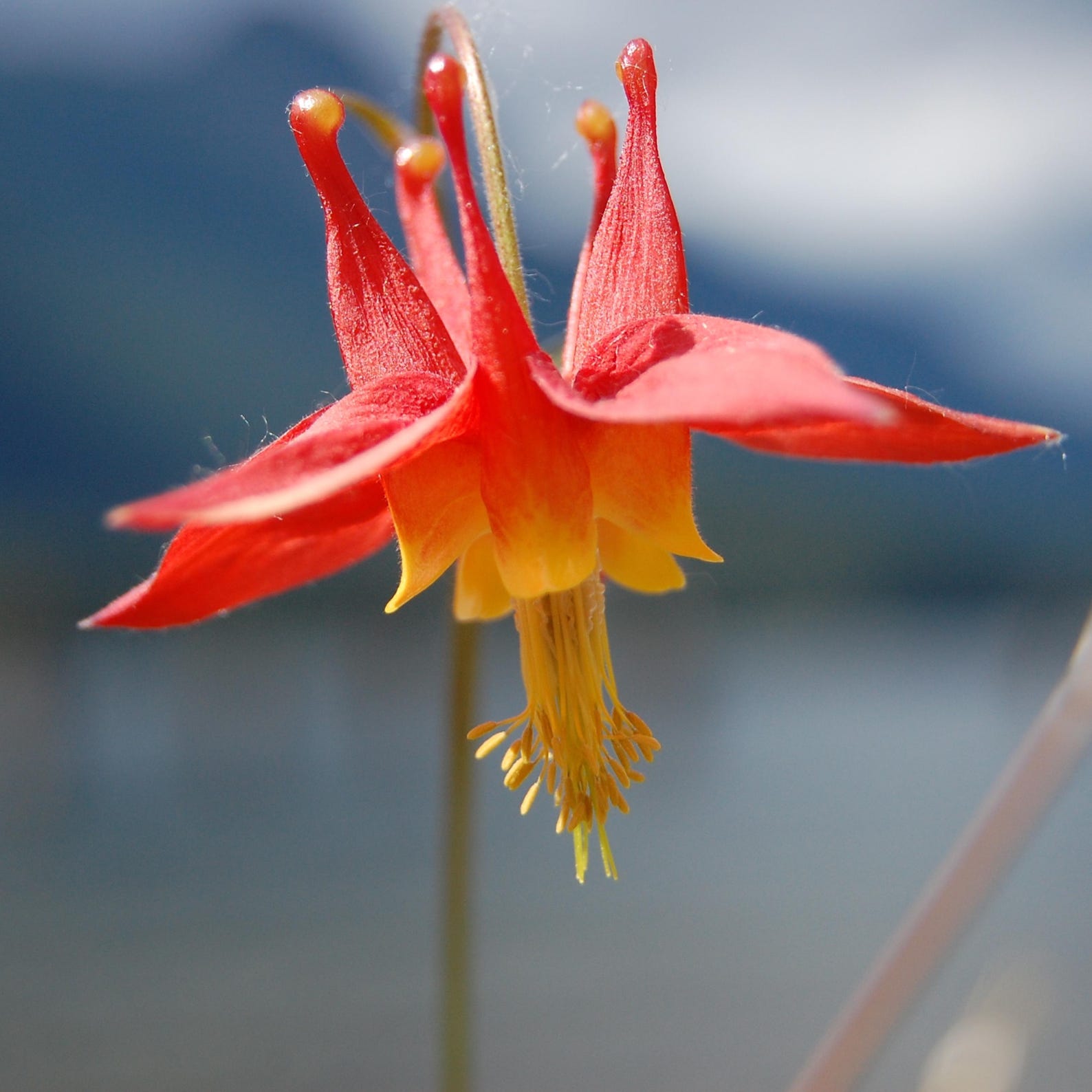 Eastern Red Columbine Seeds - Cold Resistant - Deciduous - Potted ...