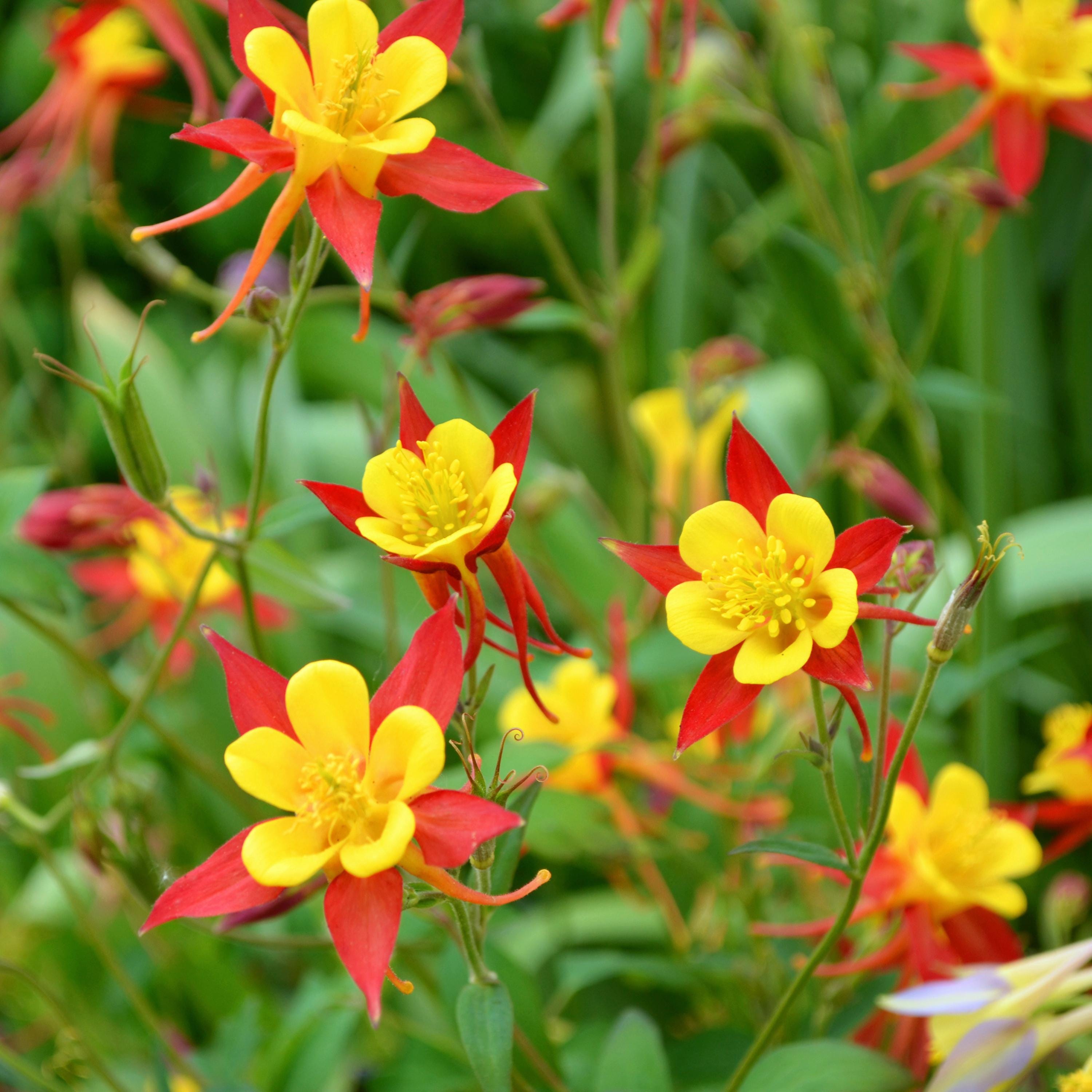 Eastern Red Columbine Seeds - Cold Resistant - Deciduous - Potted ...