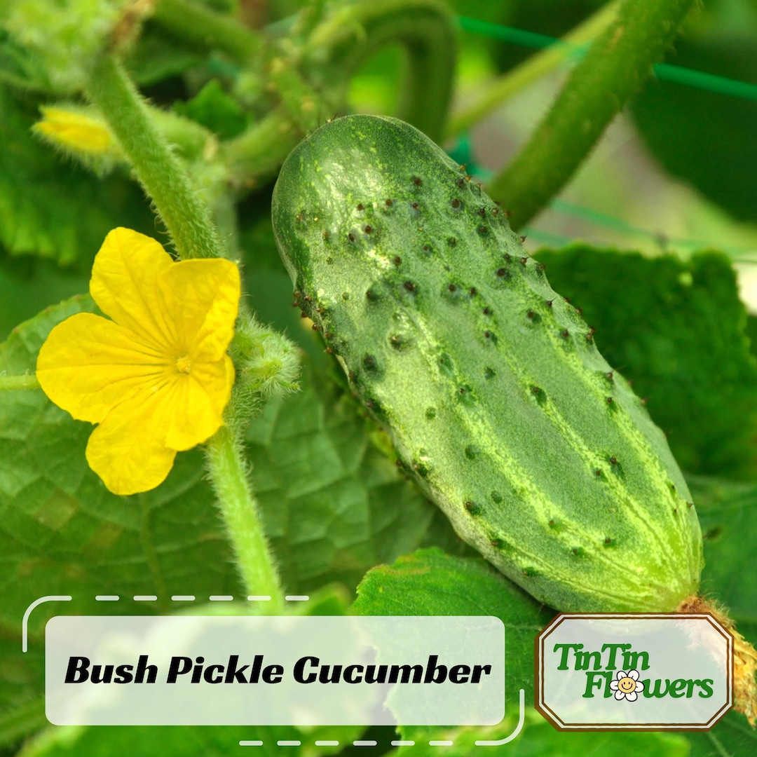 Bush Pickle Cucumber Seeds | Easy to Grow | Non-gmo Heirloom |salads ...