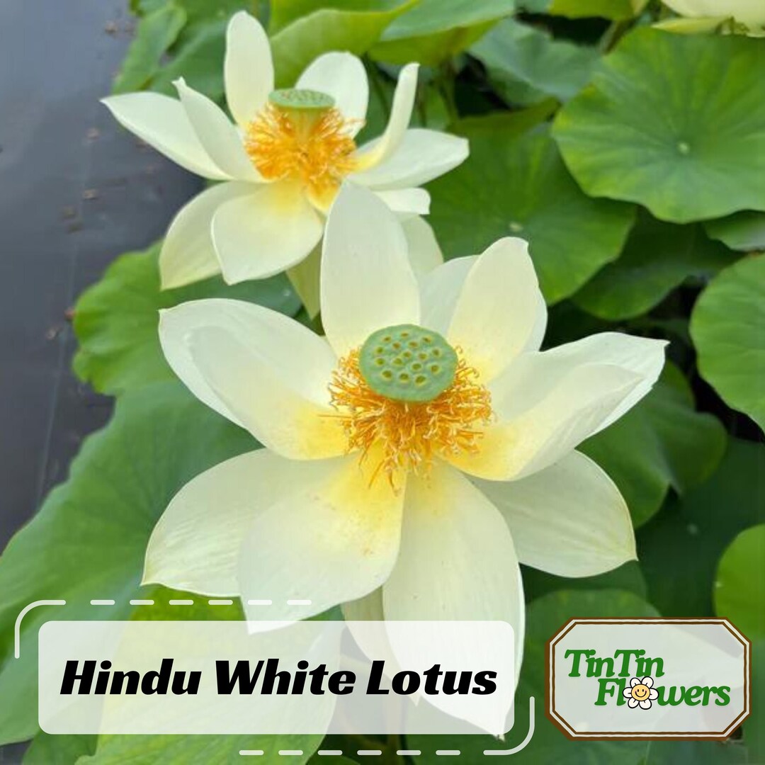 5+ Rare Seeds| Hindu White Lotus Seeds - Indian Lotus (nelumbo Nucifera ...